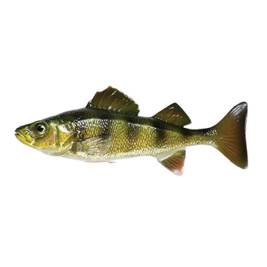 Perch - Reproduction Chase Fish Matuska Taxidermy