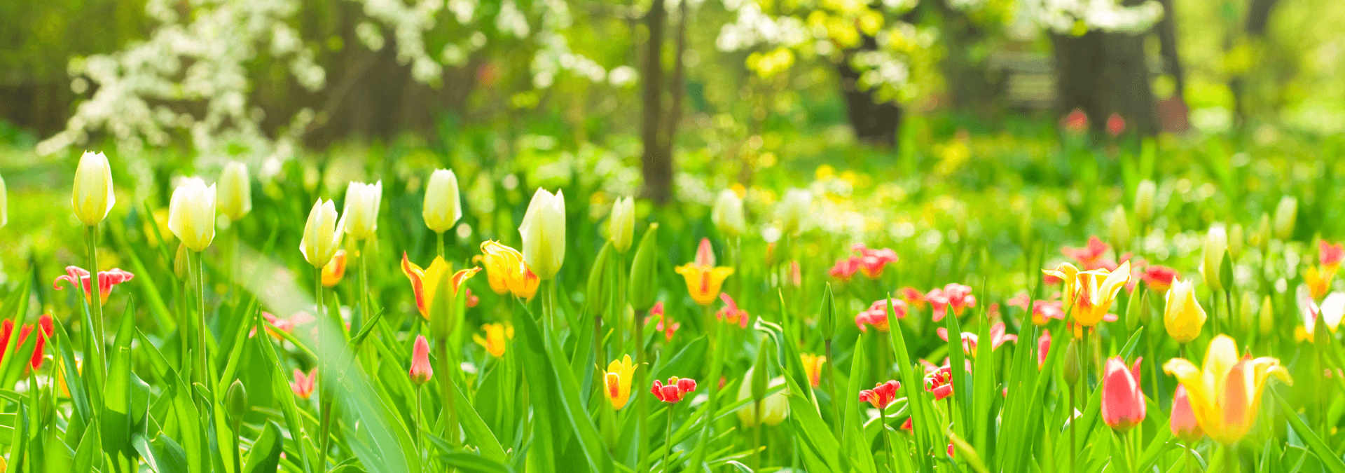 Gardening Tips for February: Get Ready for Spring - Horkans Garden Centre