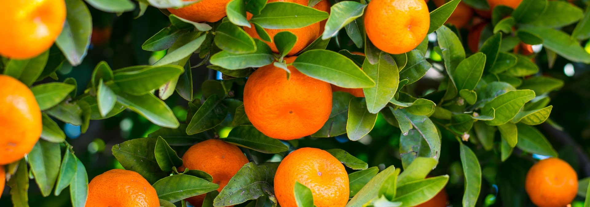 Fruit Growing in Ireland - How to Get Started - Horkans Garden Centre