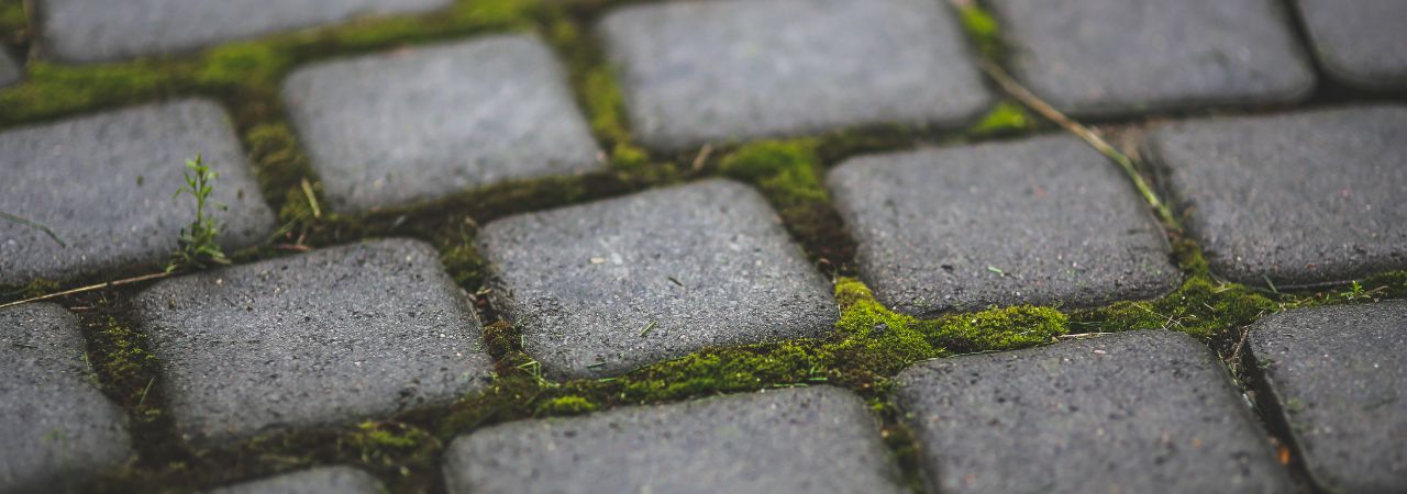 Get Rid of Moss on Driveways & Patios - Horkans Garden Centre