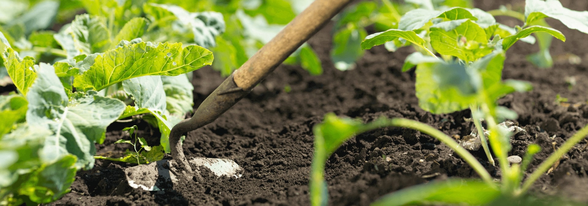 A Beginner's Guide to Growing Vegetables - Horkans Garden Centre