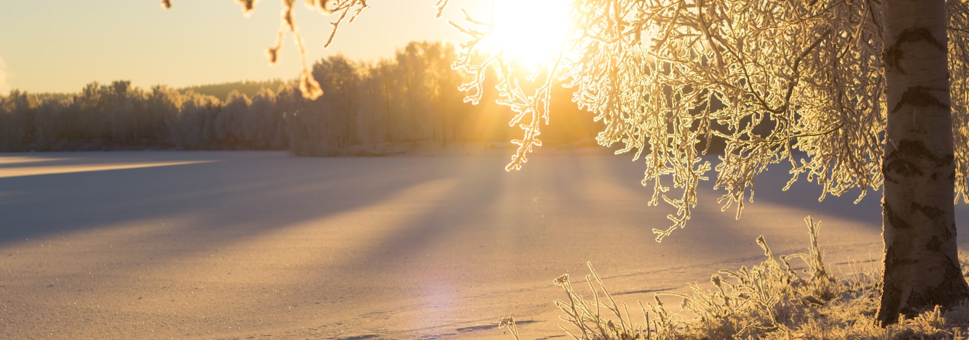 Paraic’s Tips For Your Garden In January - Horkans Garden Centre