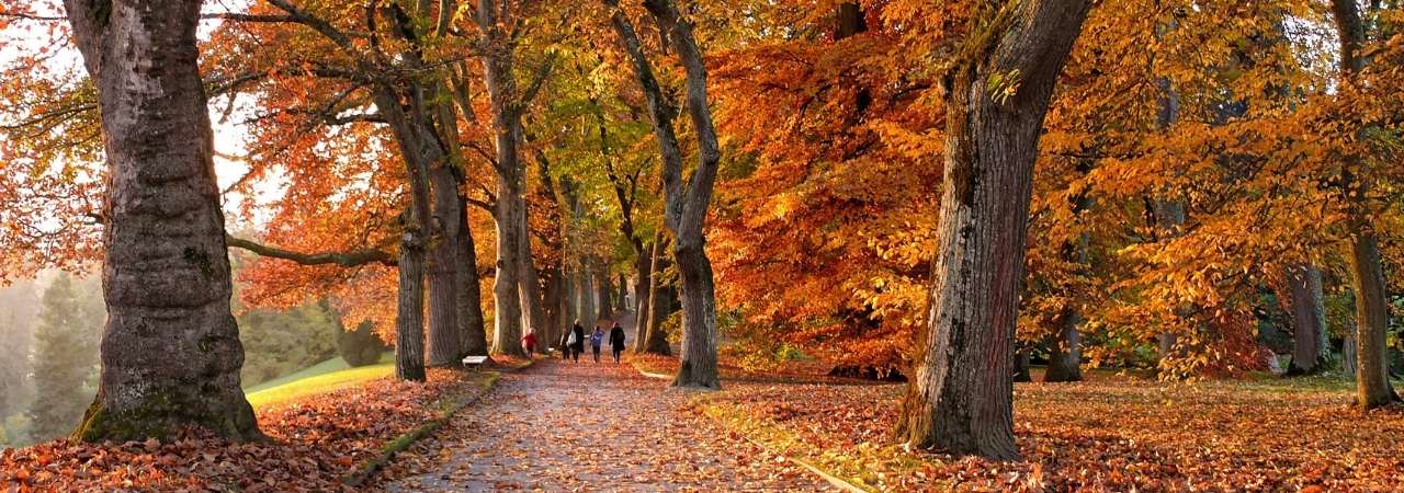 Paraic’s Tips For Your Garden In November - Horkans Garden Centre