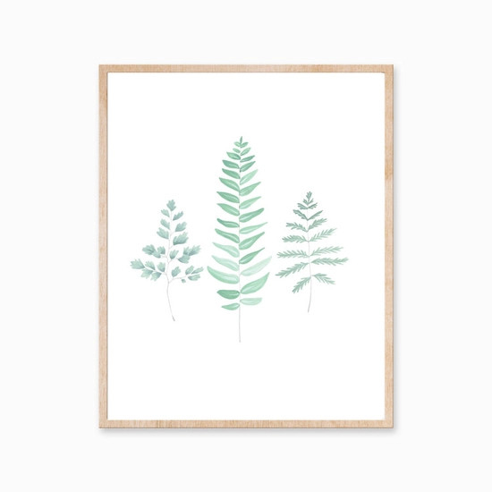 Ferns Art Print - Kuriosities