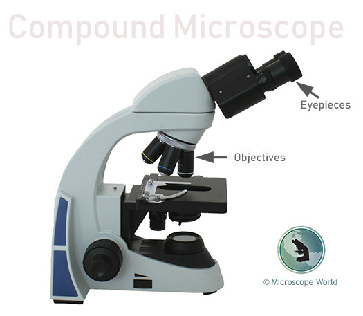 What is a Compound Microscope? - Microscope World