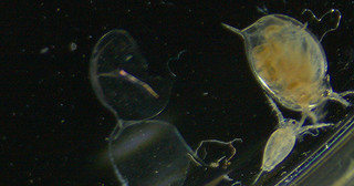 Daphnia under the Microscope - Microscope World