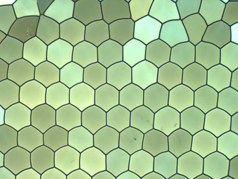 Fiberglass under the Microscope - Swift Microscope World