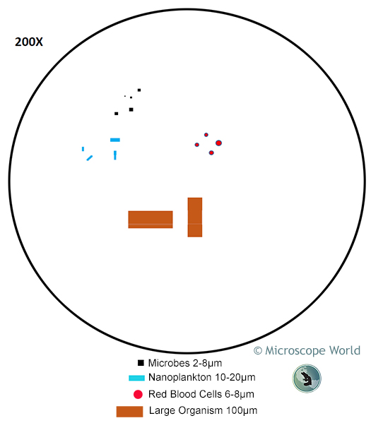 How Changing Magnification Affects Field of View - Microscope World