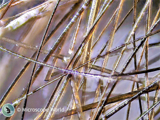 Hair Analysis under the Microscope - Microscope World