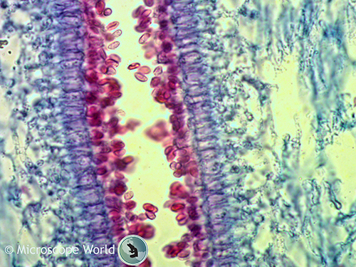 Mushrooms under the Microscope - Swift Microscope World