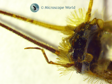 Silverfish Under the Stereo Microscope - Microscope World