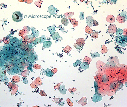 Pap Smear under the Microscope - Microscope World