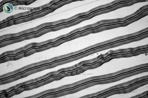 Vinyl Record under the Microscope - Microscope World
