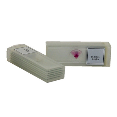 Microscope Prepared Slides: Lichen & Fungi