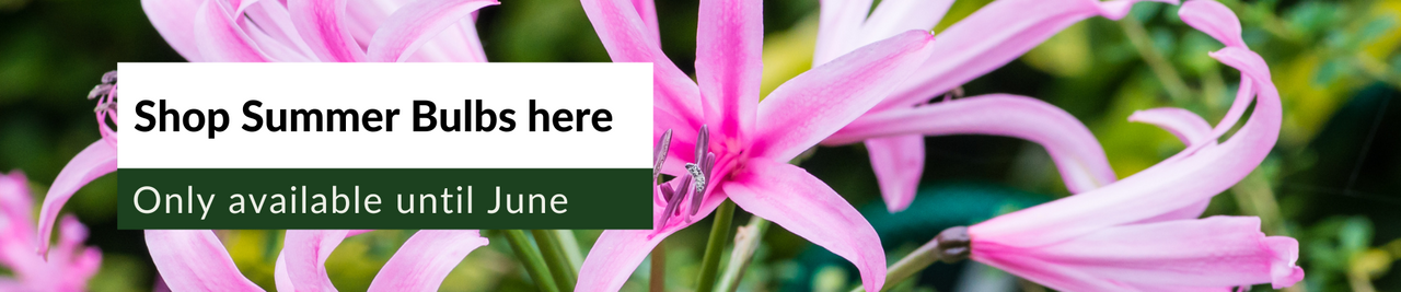Shop All Summer Bulbs | Dutch Bulbs