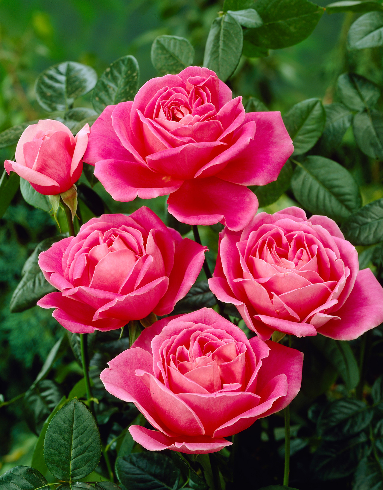 Rose Pink Peace | Parkers Wholesale