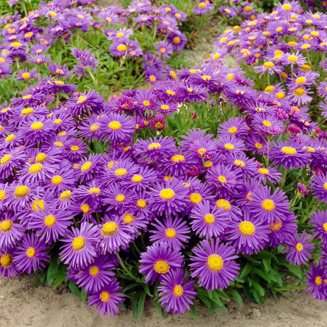 Aster Alpinus Goliath | Parkers Wholesale