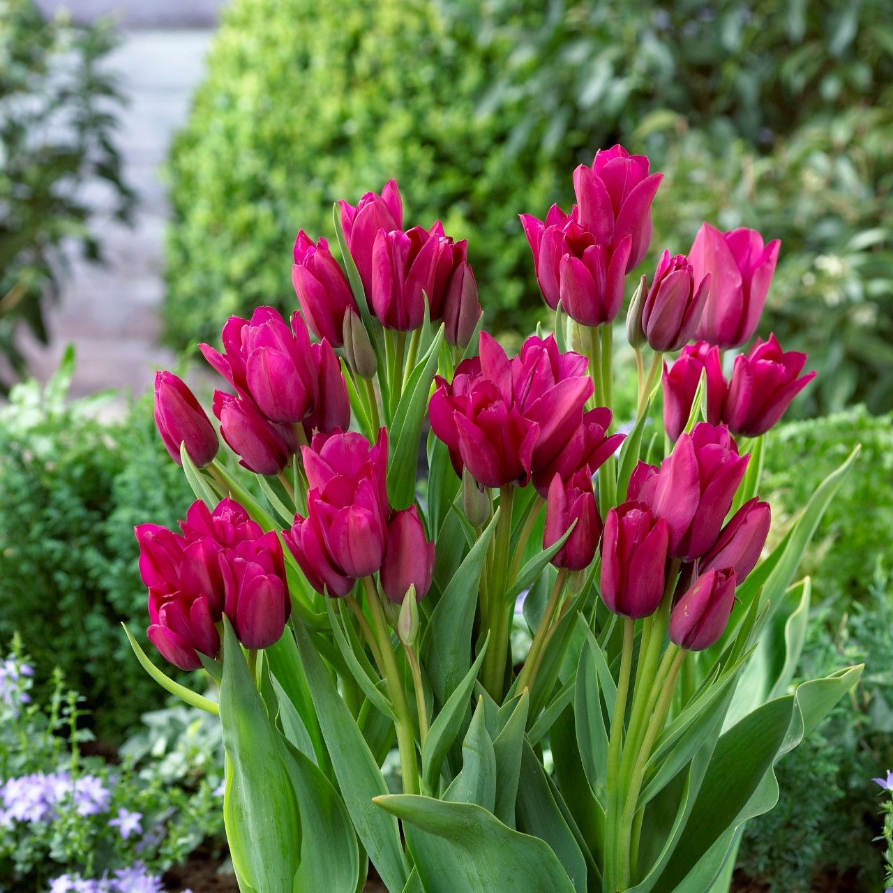Buy premium quality Tulip Night Club 11/12cm from Dutch Bulbs