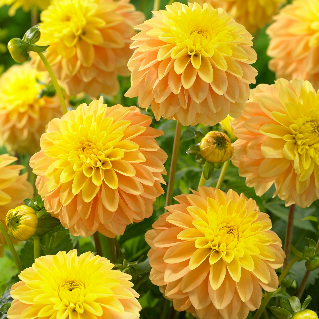 Decorative Dahlias | Dutch Bulbs