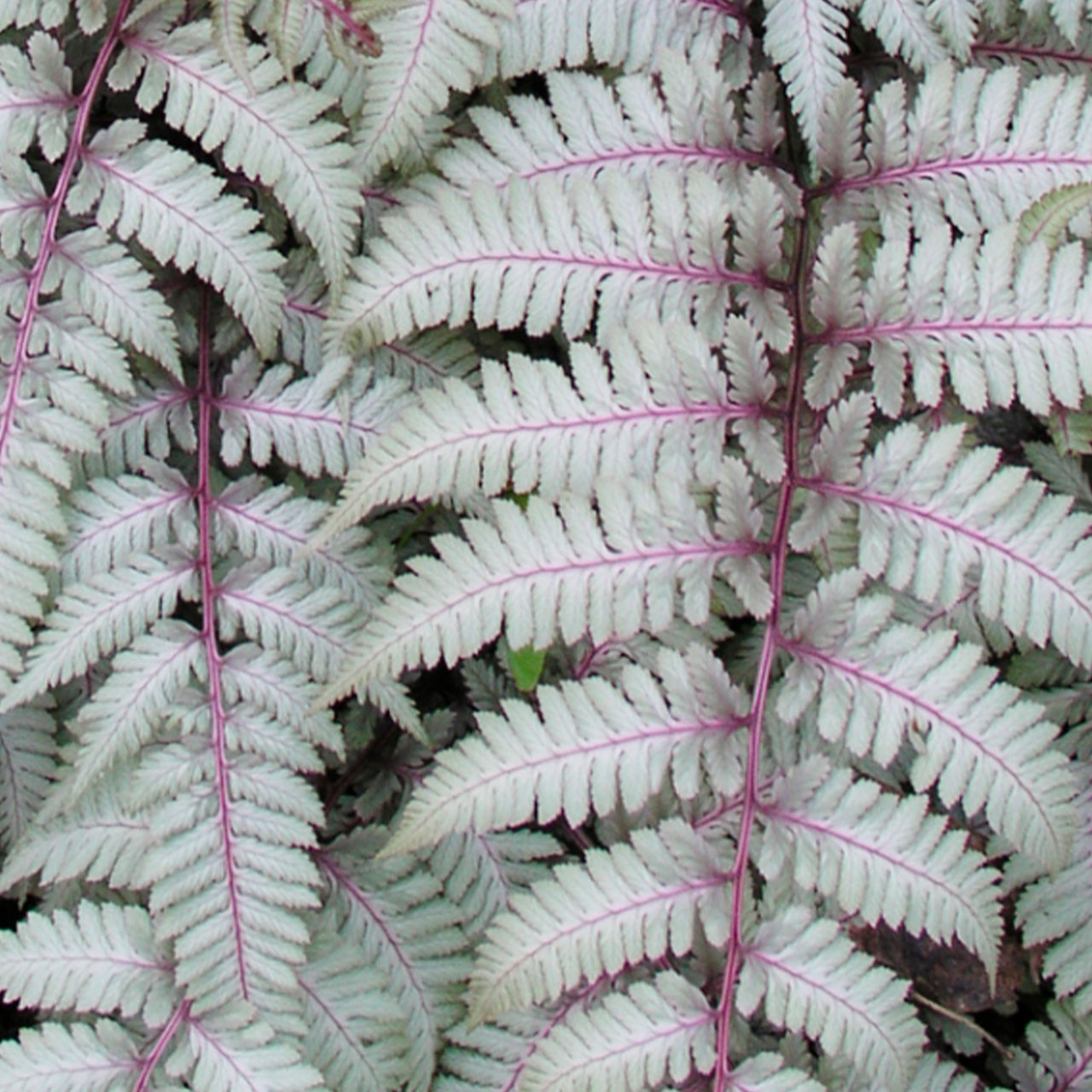Athyrium Silver Falls | Parkers Wholesale