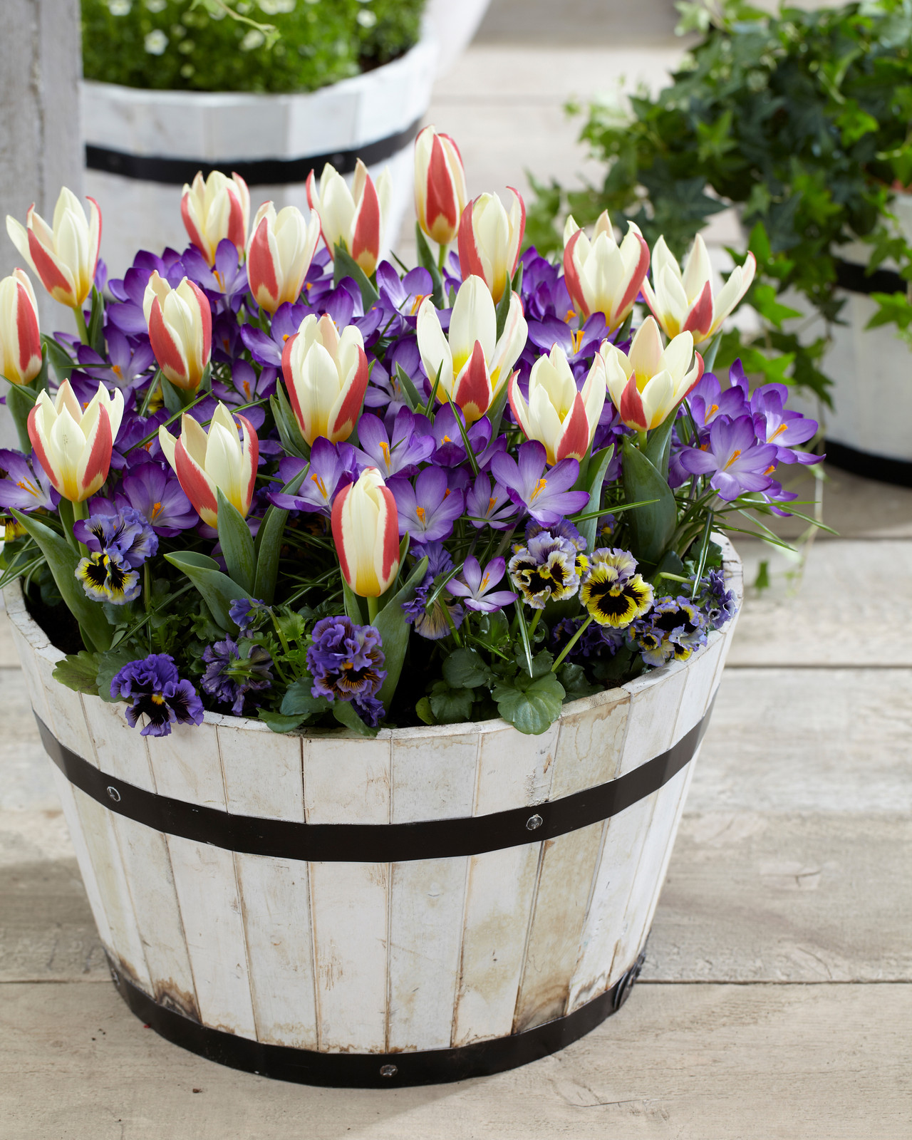 Crocus Ruby Giant | Parkers Wholesale