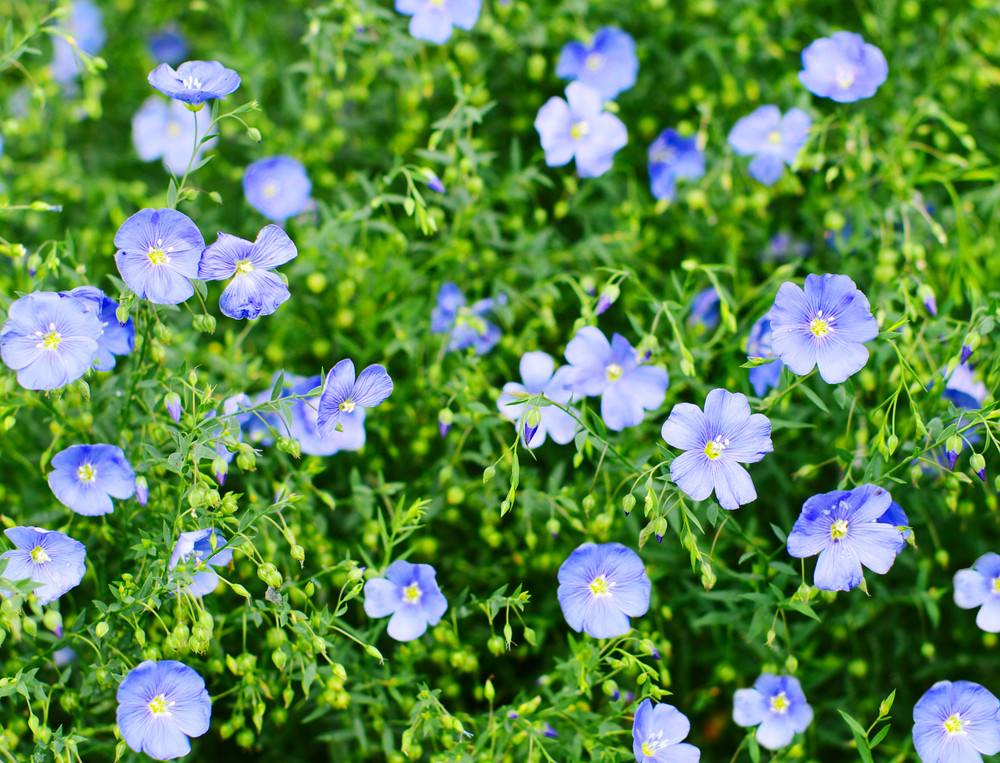 Linum Perenne | J Parker Dutch Bulbs