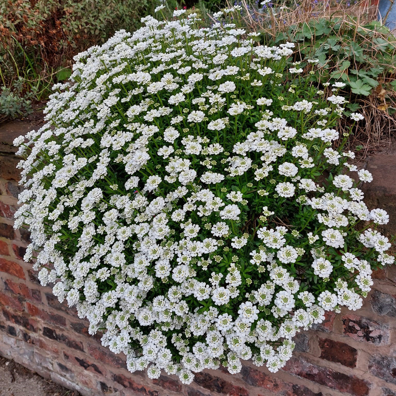 Iberis sempervirens | Parkers Wholesale