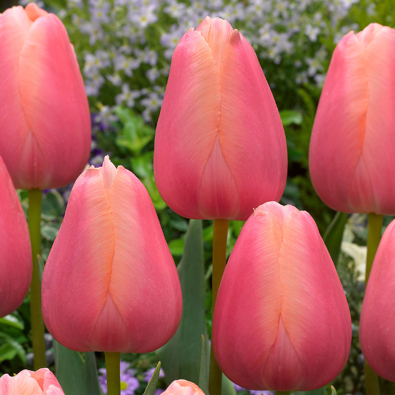 Buy premium quality Tulip Menton 10/12cm from Dutch Bulbs