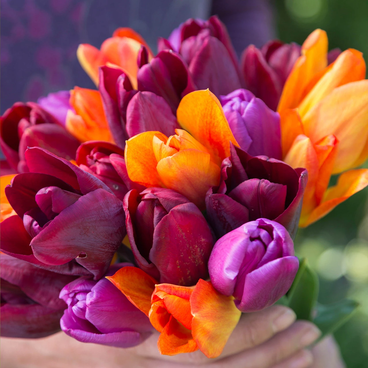 Buy premium quality Tulip Jan Reus10/12cm from Dutch Bulbs
