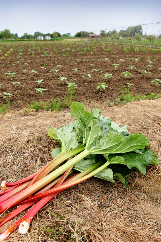Rhubarb Timperley Early | Parkers Wholesale