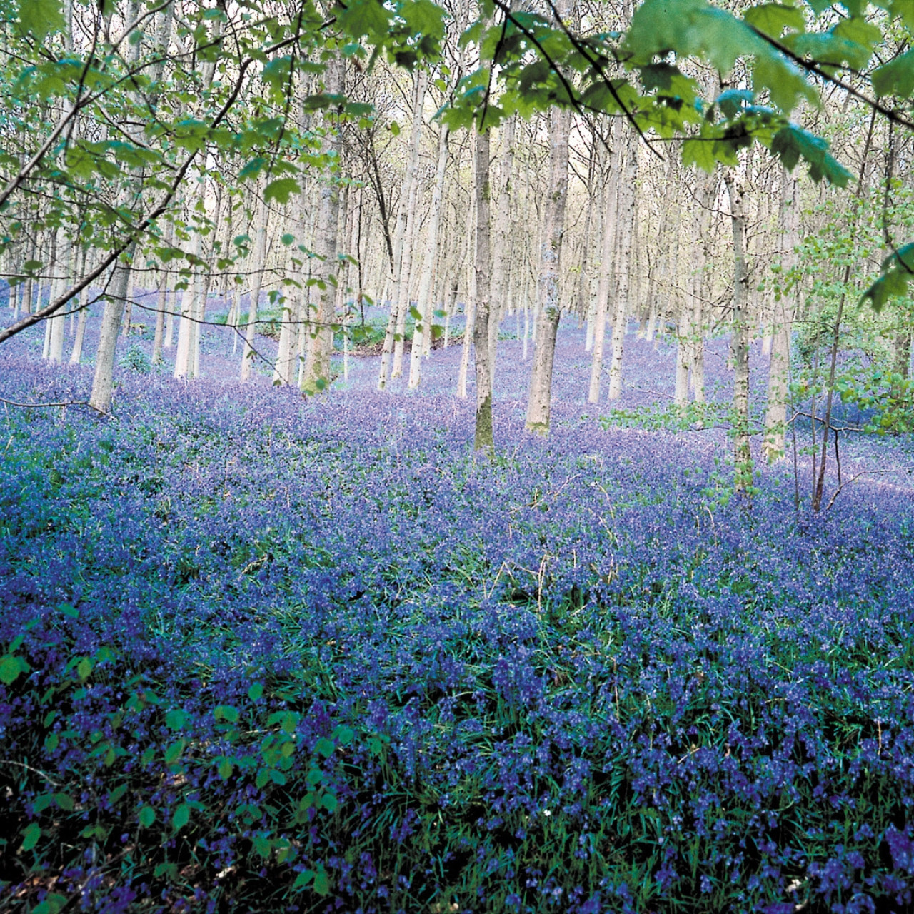 Bluebells in the Green | Parkers Wholesale