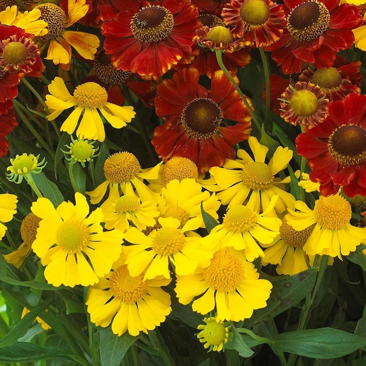 Helenium Yellow | Parkers Wholesale