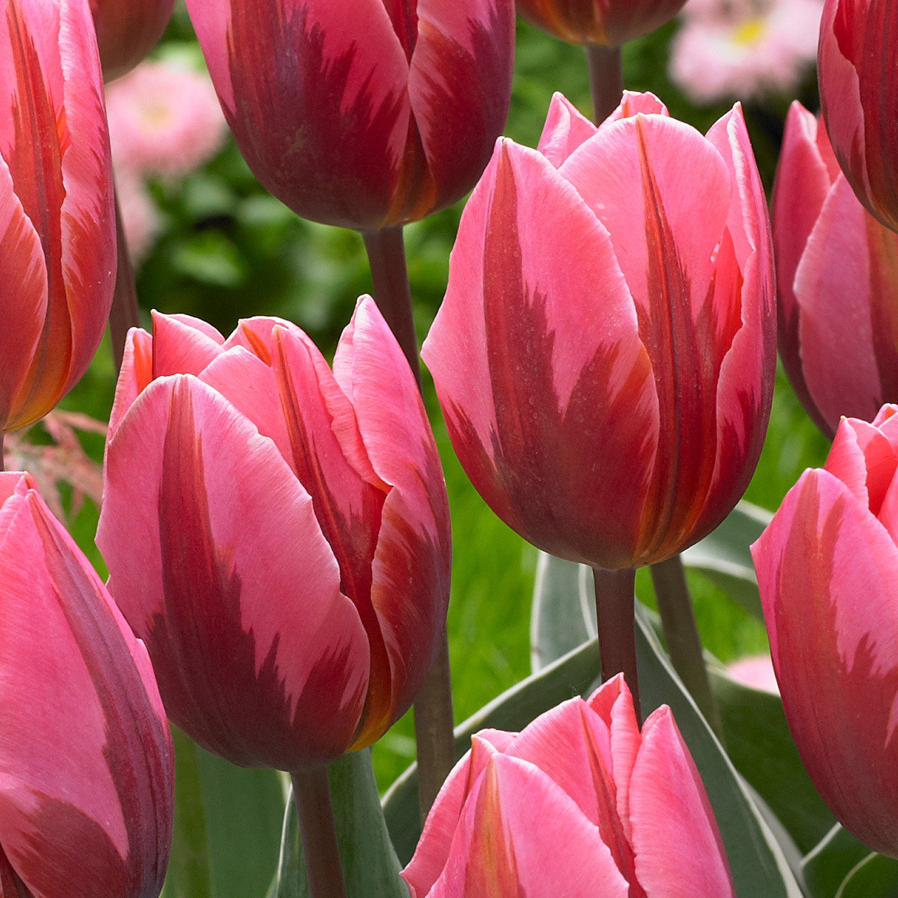Buy premium quality Tulip Pretty Princess 10/12cm from Dutch Bulbs