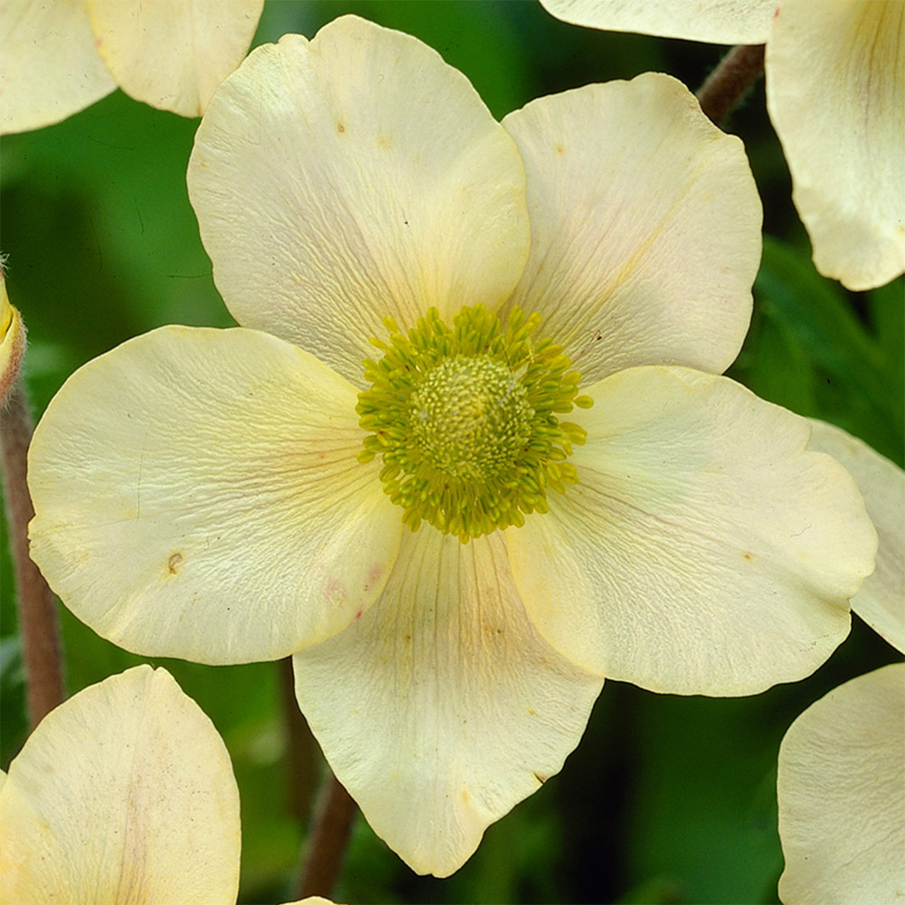 Anemone Multifida Major | J Parker Dutch Bulbs