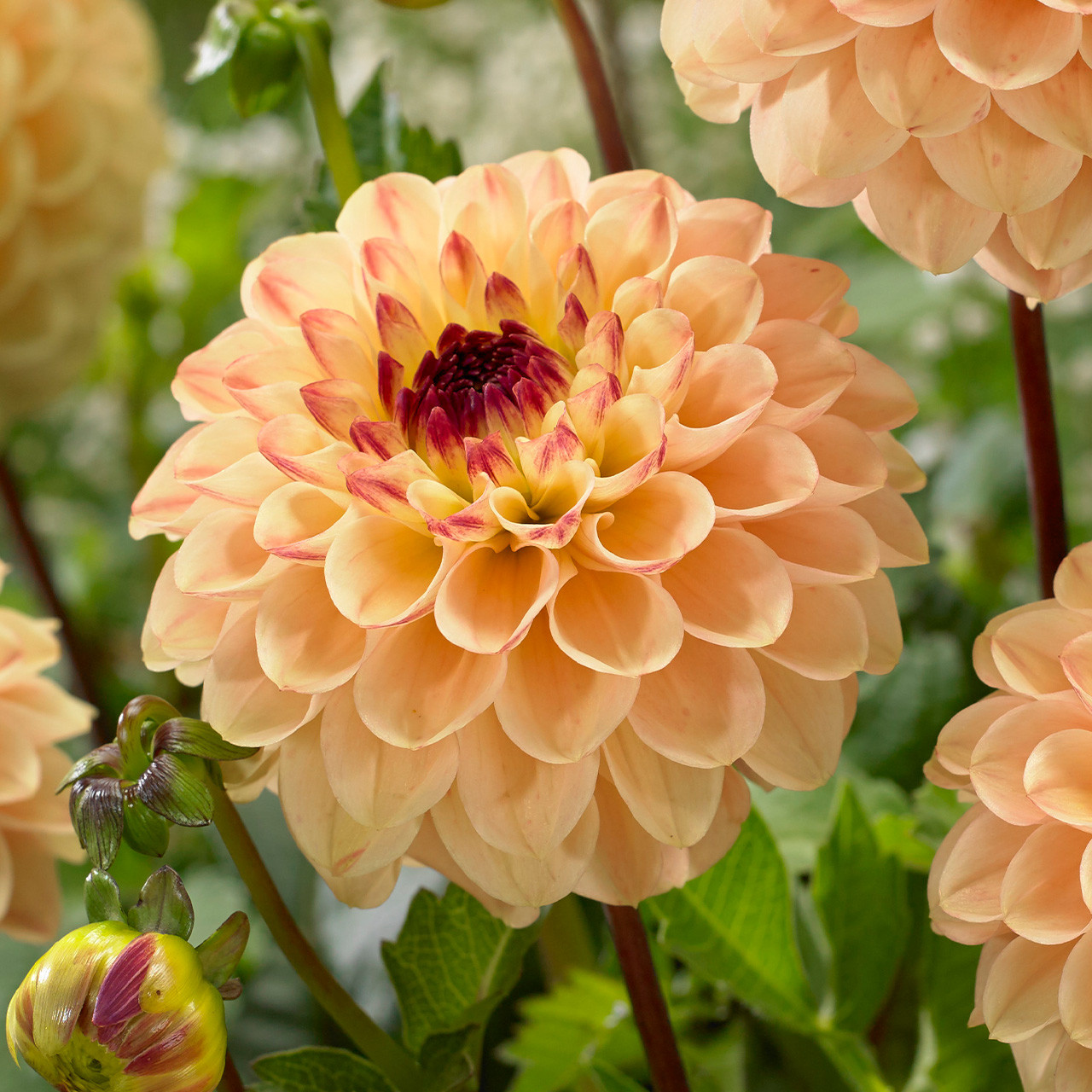 Dahlia Yellow Jill | Parkers Wholesale