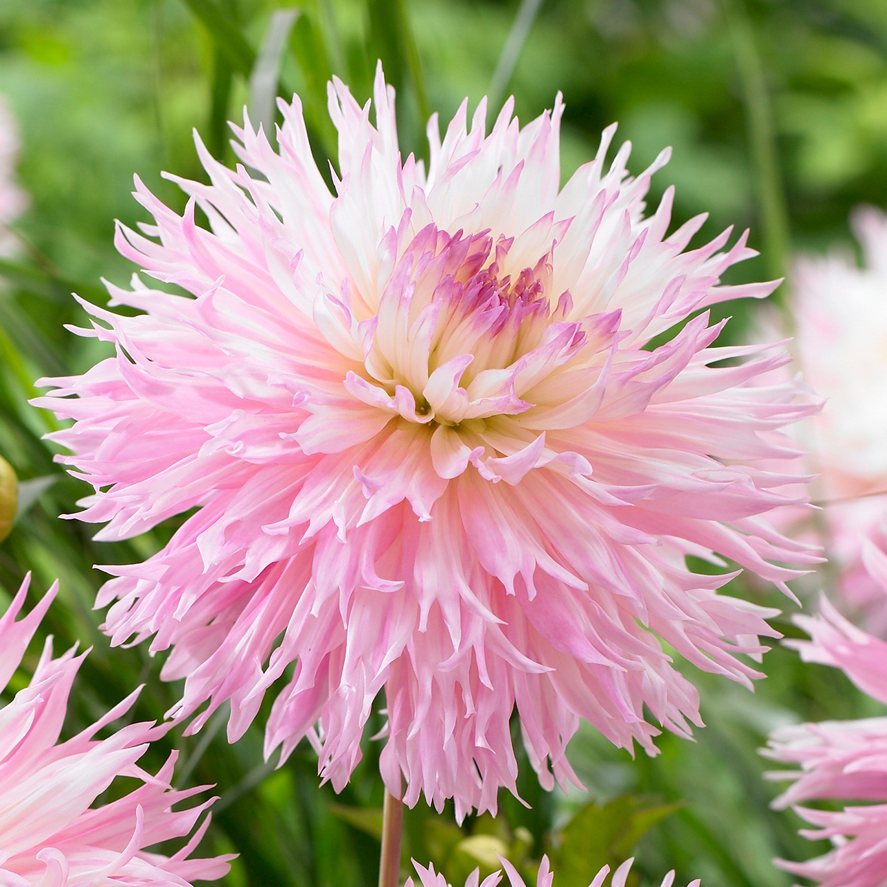 Dahlia Nadia Ruth | Parkers Wholesale