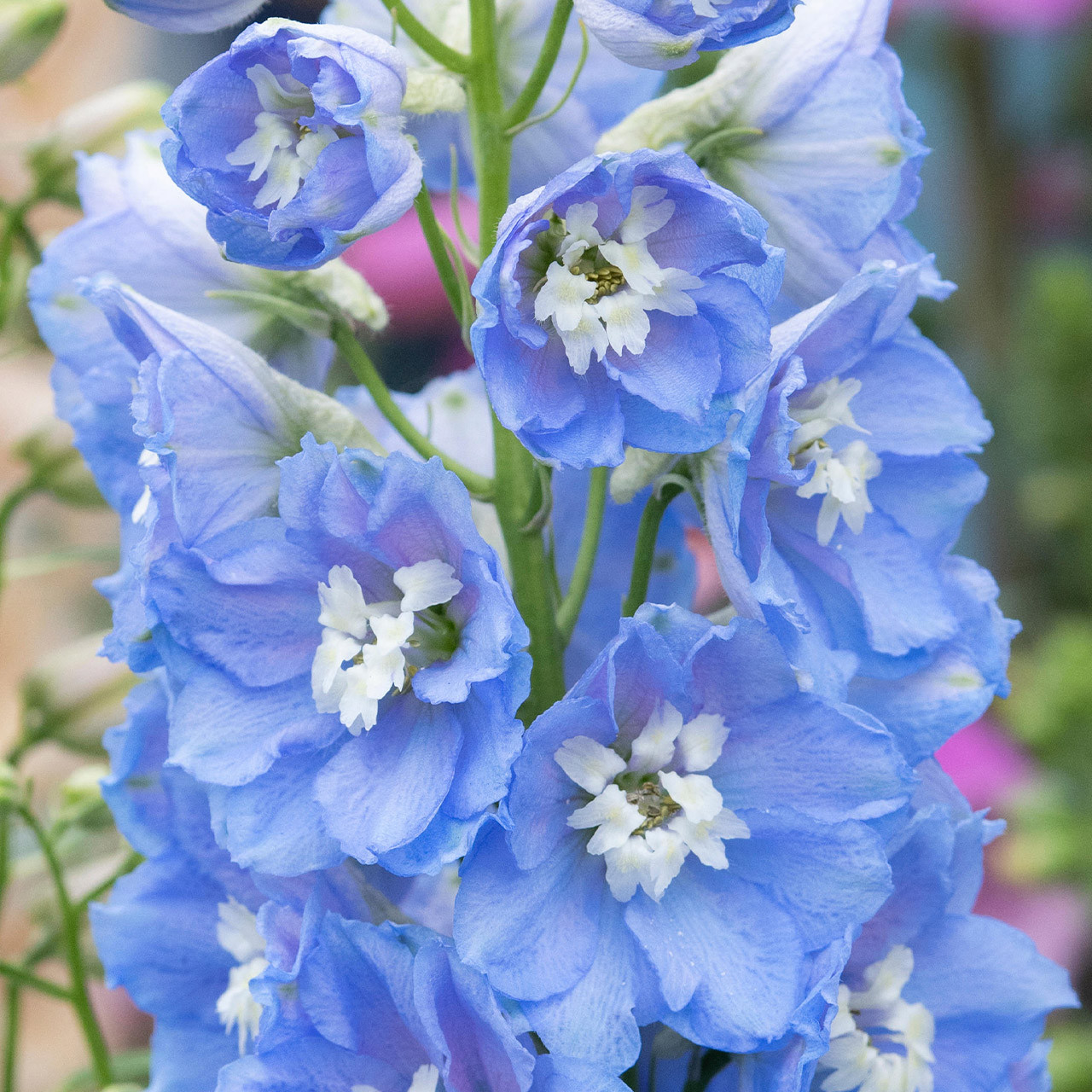 Delphinium Magic Sky Blue | Parkers Wholesale