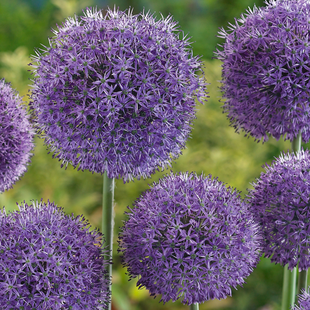 Allium Stratos 14cm+ | Parkers Wholesale