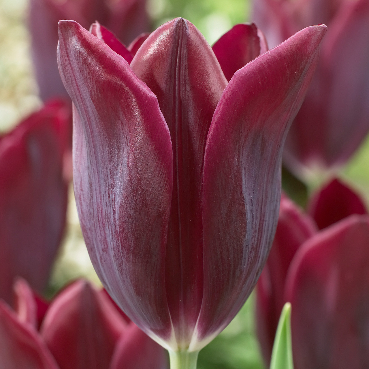 Buy premium quality Tulip Havran 10/12cm from Dutch Bulbs