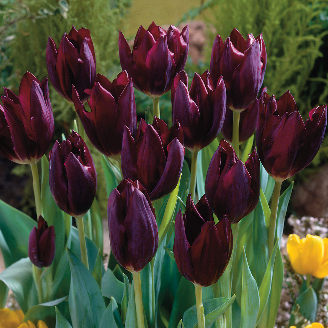 Buy premium quality Tulip Havran 10/12cm from Dutch Bulbs