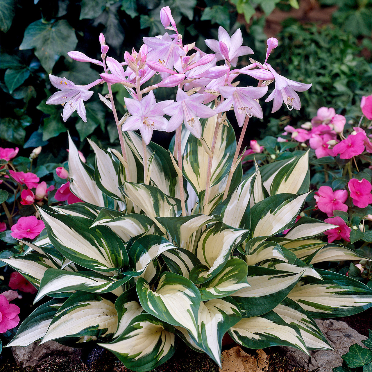Hosta Fire and Ice | Parkers Wholesale