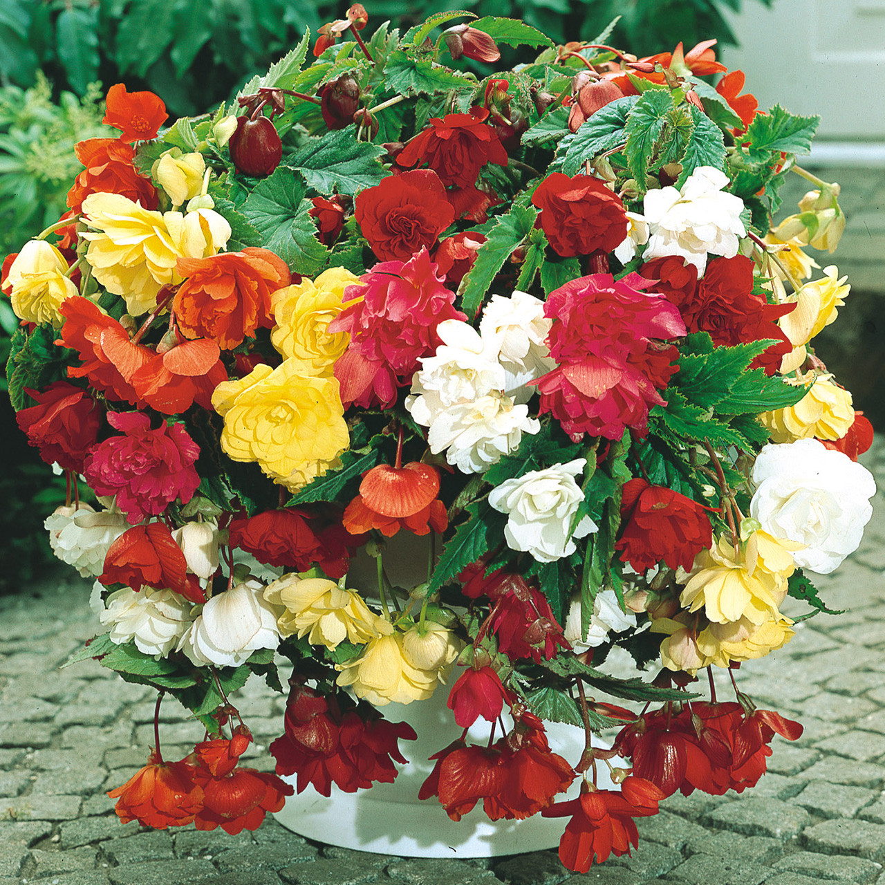 Begonia Pendula Mixed | Parkers Wholesale