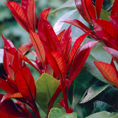 Photinia fraseri 'Red Robin' Hedge | Parkers Wholesale