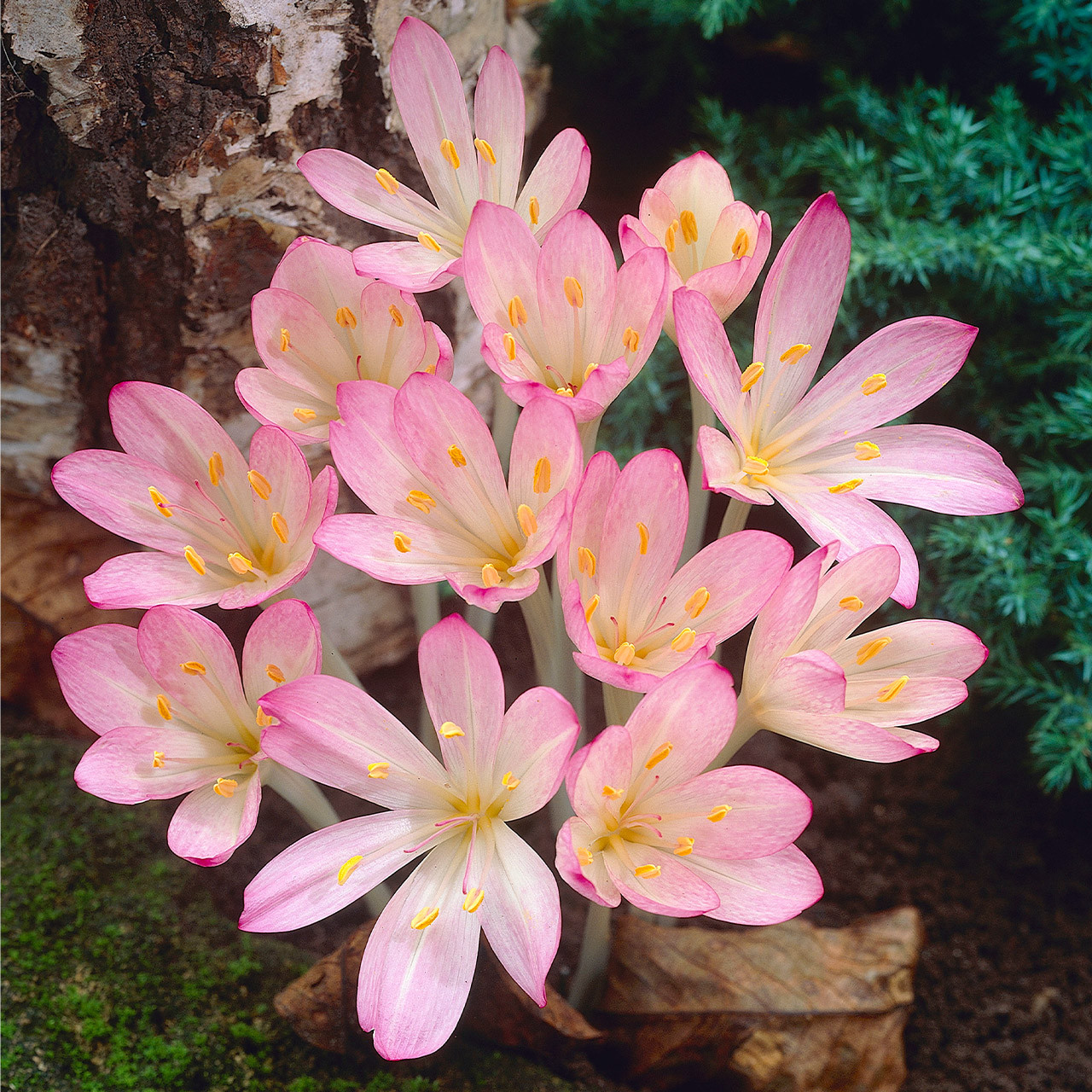 Colchicum Cilicicum | Parkers Wholesale
