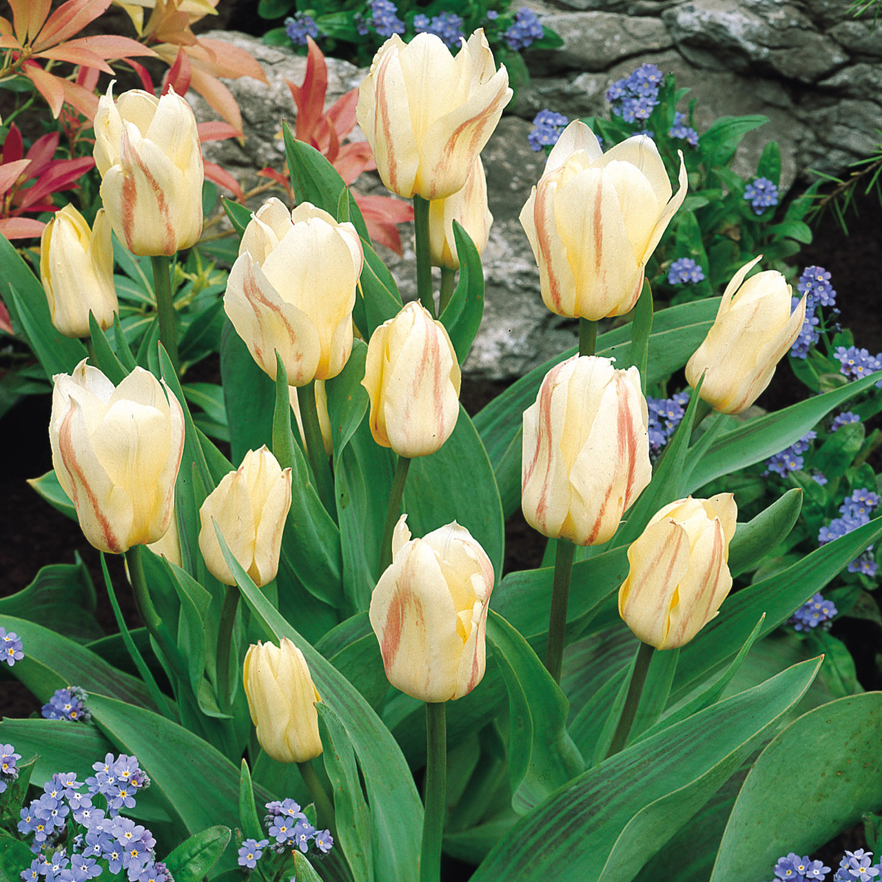 Buy premium quality Tulip Concerto 10/12cm from Dutch Bulbs