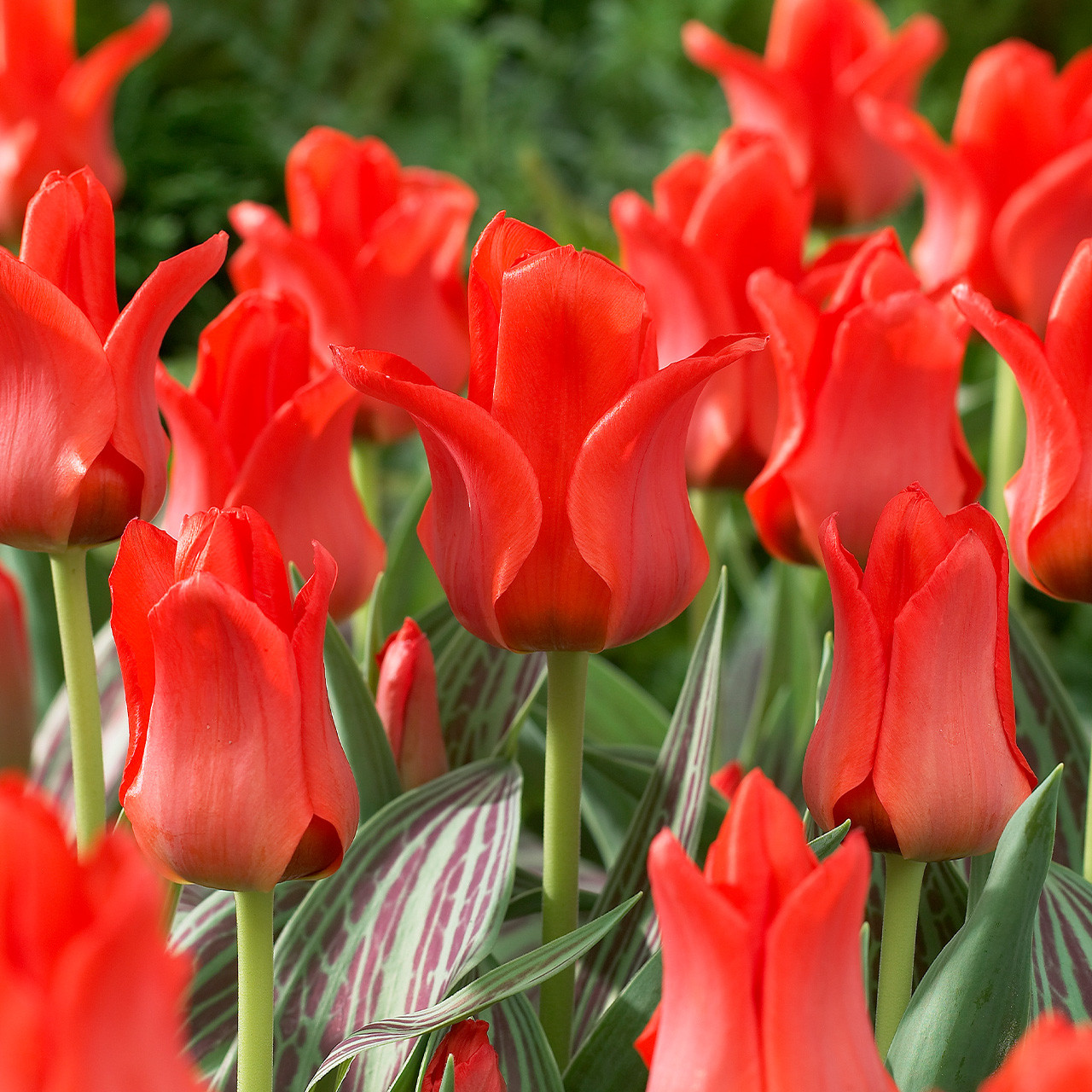 Buy premium quality Tulip Red Riding Hood 10/12cm from Dutch Bulbs