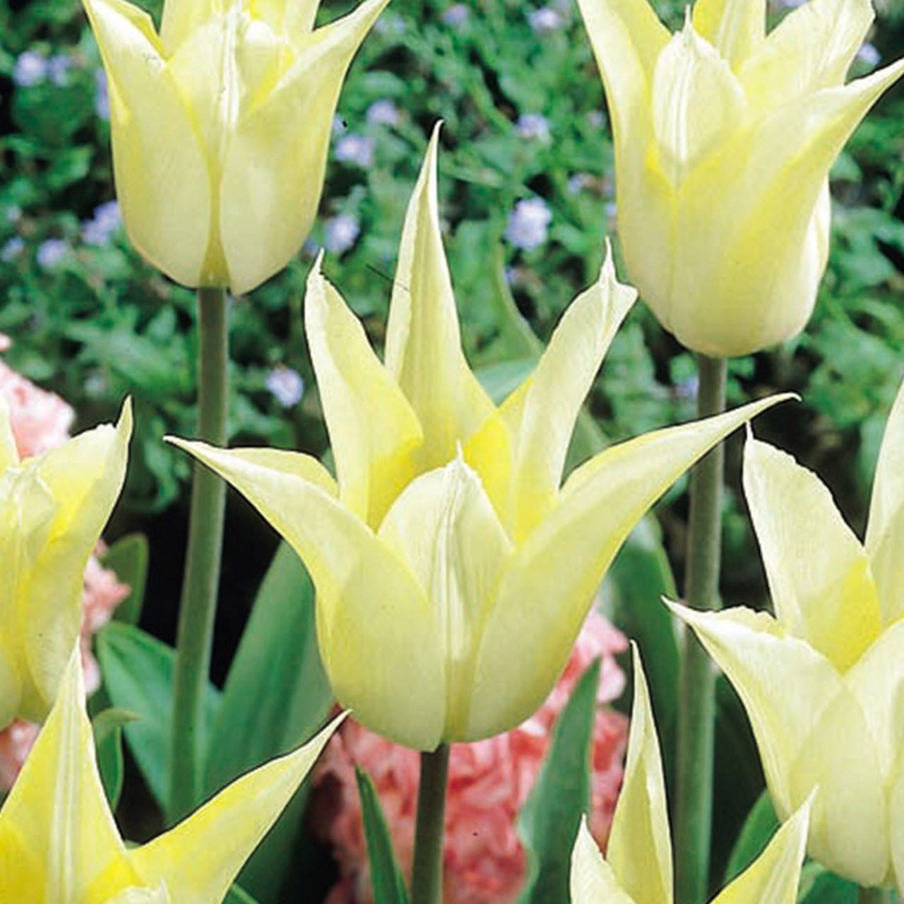 Tulip Sapporo 11-12cm - J Parker Dutch Bulbs (Wholesale) Ltd. (B2B)