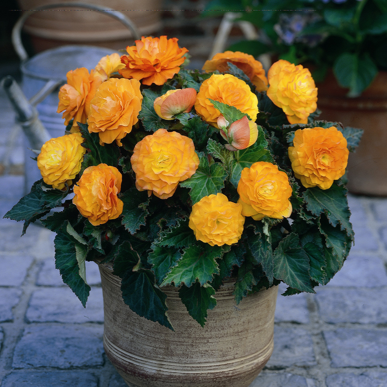 Non-Stop Begonias | Dutch Bulbs