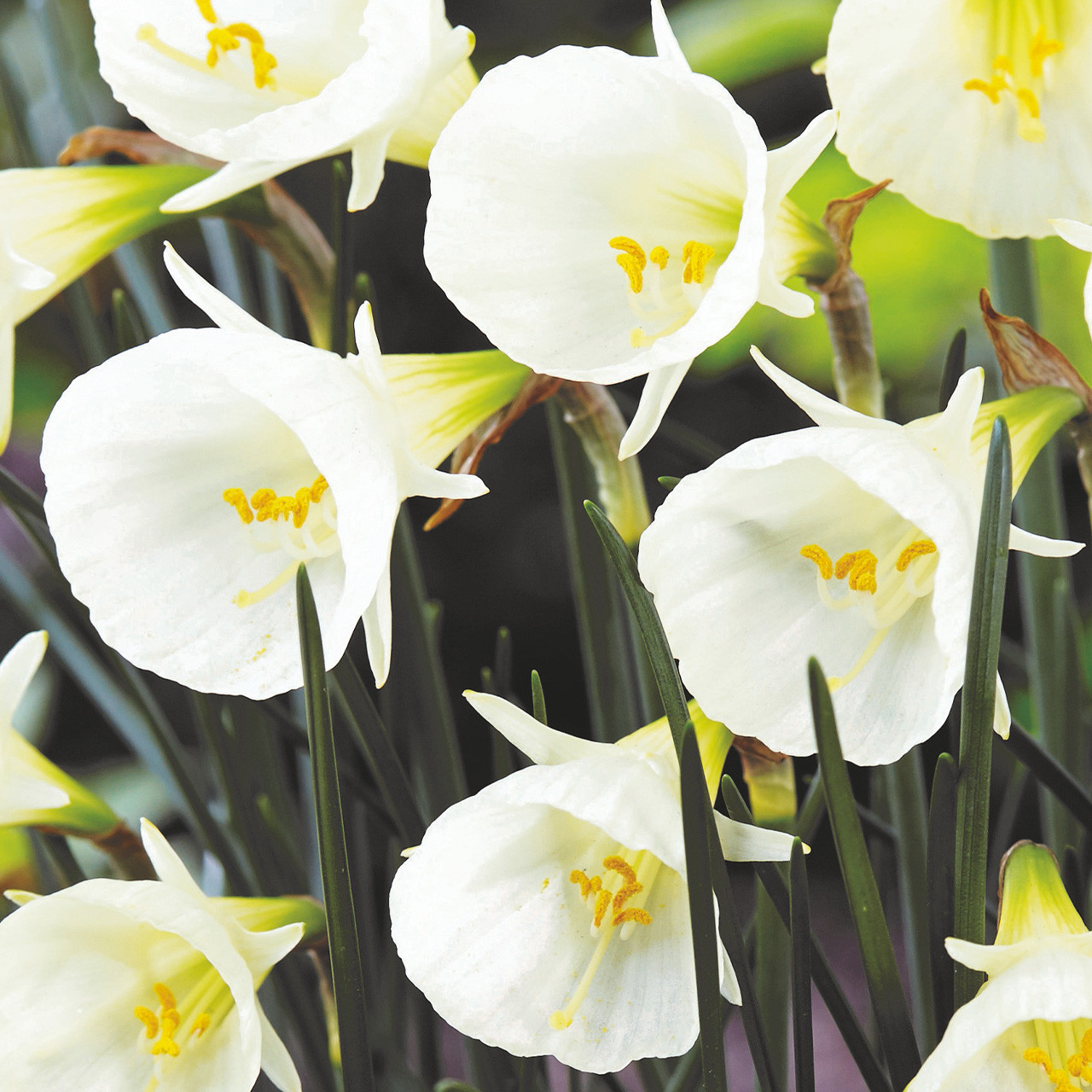Narcissi bulbocodium Arctic Bells 7cm+ - J Parker Dutch Bulbs ...