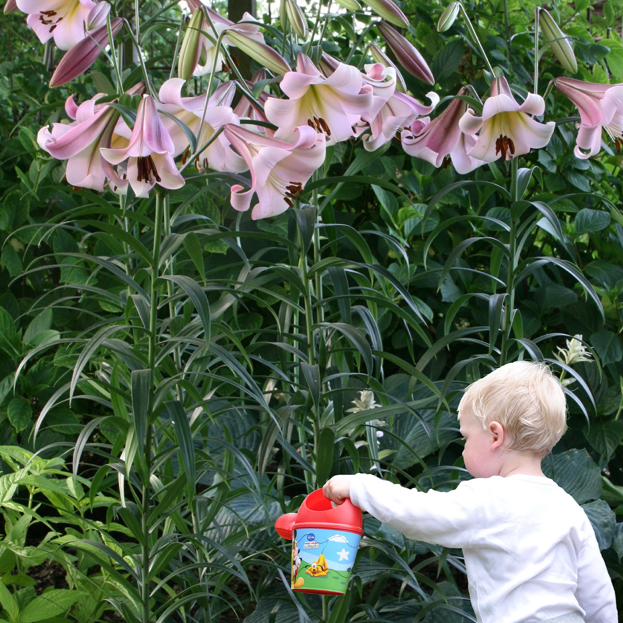 Lilium Eastern Moon - J Parker Dutch Bulbs (Wholesale) Ltd. (B2B)